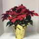 Creative Display Center | Potted Plant Tree Racks - Silk Poinsettias ...